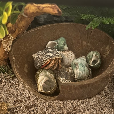 Nessastores Threaded Abalone Sea Shell One Side Polished Beach Craft 4 ...