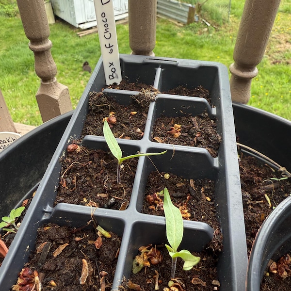 Love Parade Yarrow | Achillea Sibirica Var. Camtschatica | Lovely ...