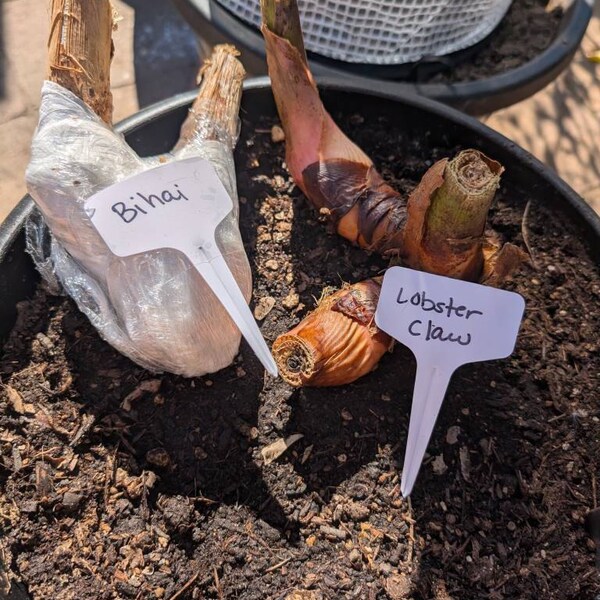 New Pink Kimi Ginger RHIZOME Tropical Plant - Etsy