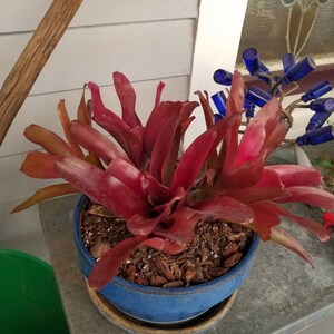 Bromeliad Neoregelia 'supernova' - Etsy