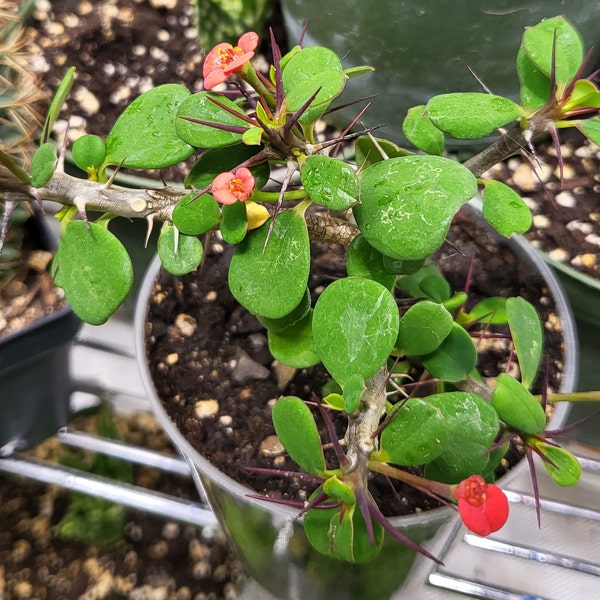 Dwarf Crown of Thorns Red Form (euphorbia Milii Imperatae) - Etsy