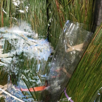 Natal Plum, Large Num Num Plant Cutting Organic Fruit Carissa ...