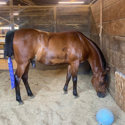 Royal Blue TAIL MANE BAG Set, Horses Tail Mane Bag Set, Mane Bag Set ...