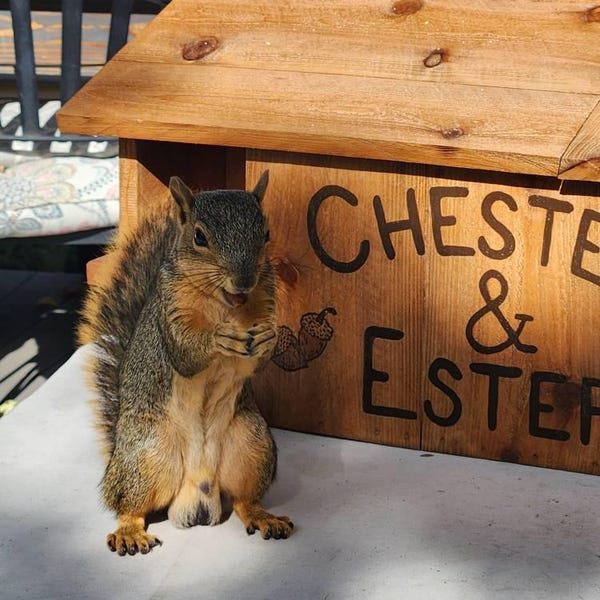Squirrel House/nesting Box - Etsy