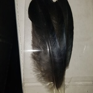 Small Crow Wing Feathers ethically Sourced - Etsy