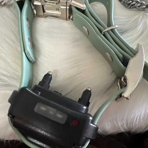 The Vera Bling Biothane® Collar Beta Biothane® Collar Gemstone Collar stinkproof Waterproof - Etsy