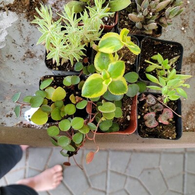 Peperomia 'ruby Cascade' Succulent Plant - Etsy