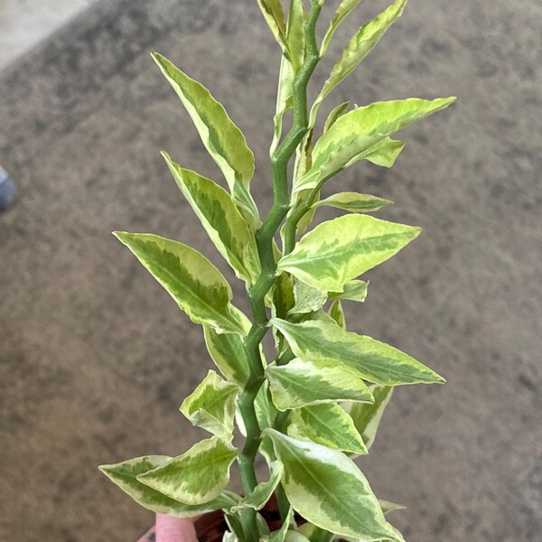 Hoya Cv. Chouke Full & Trailing Live Plant in 4 Hanging Basket - Etsy