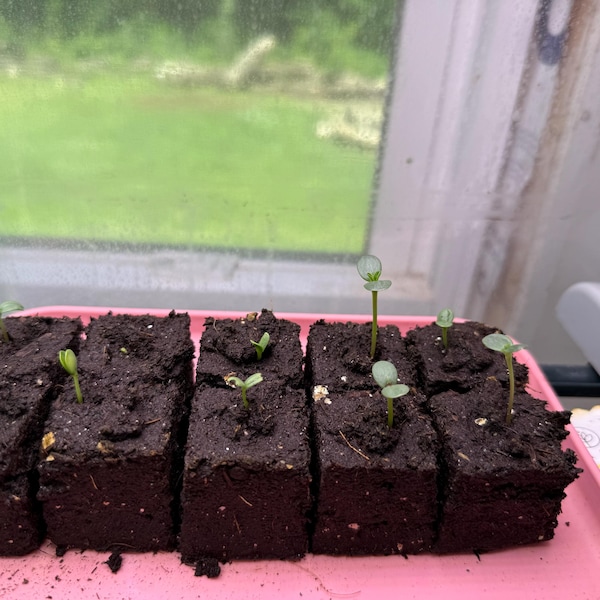 Stock Katz Mix 25+ Seeds, Stock Matthiola Incana - Etsy