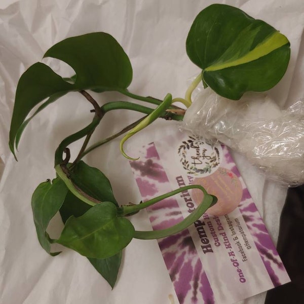 Mystery Plant Cutting Box, Mystery Cuttings, Mystery House Plants ...