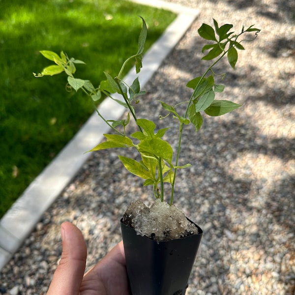 Athens Blue Princess Glory Bush Plant~~tibouchina Urvilleana~small ...