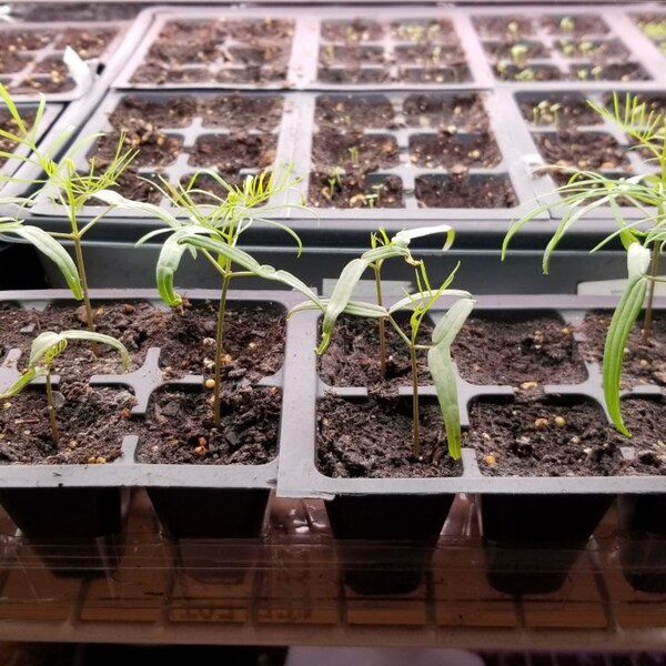 Sunset Snappy Blanket Flower Perennial Seeds - Etsy