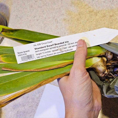 Salix Koriyanagi 'rubykins' Korean Basket Willow - Etsy
