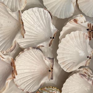 100% Authentic Seashell Shiny Polished Pearlized Pyramid Trochus Top ...