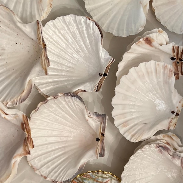X-large Precious Wentletrap 1.75-2.25 Display Quality Shell Seashell ...