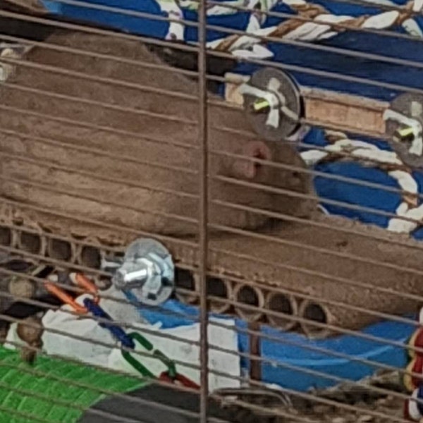 Degu Corner Shelf - Pet Toy, Degu, Rat, Gerbil, Hamster Cage Accessory ...