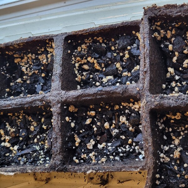 Sunset Snappy Blanket Flower Perennial Seeds - Etsy