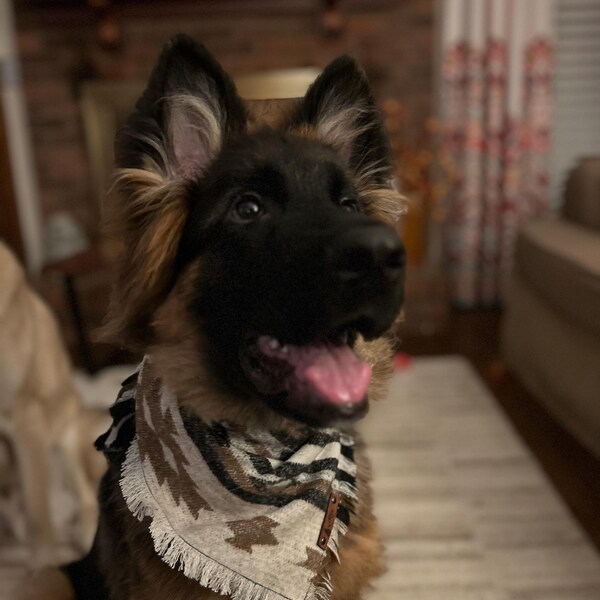 Pet Bandana "tolowa" LIMITED EDITION Black and Brown Aztec Design ...