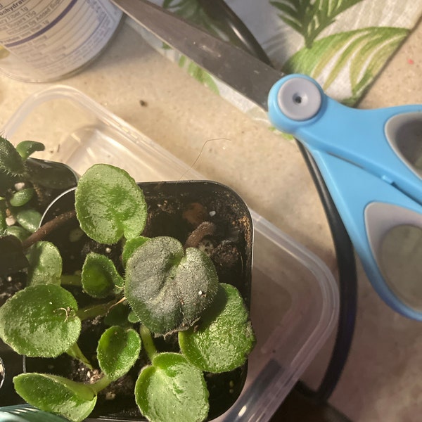 Rob's Pewter Bells Mini African Violet - Etsy