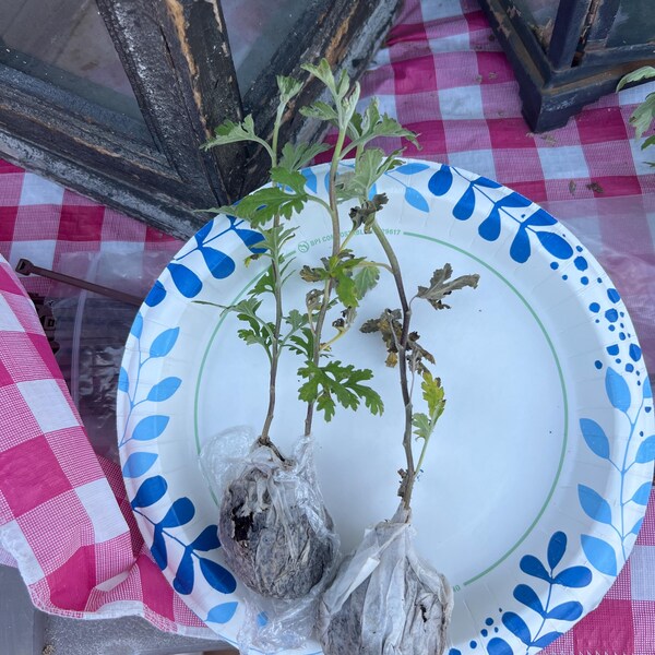 Spring Valley Baxi， Orange Needle Japanese Spider Chrysanthemum 1.5 ...