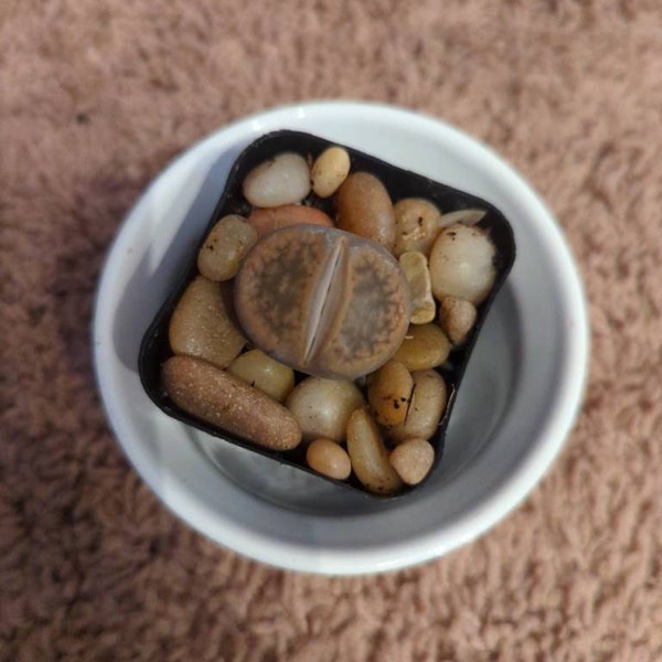 Lithops Rock Succulent Plant One Potted Plant - Etsy