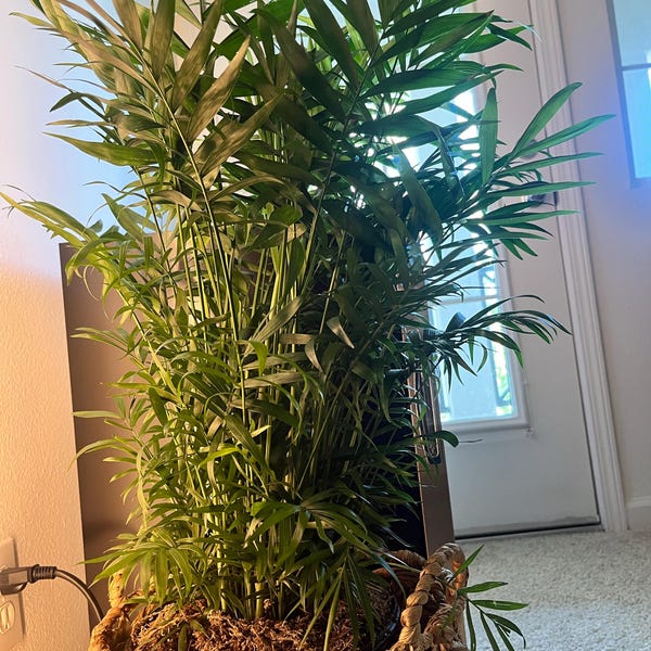 Parlor Palm - Neanthe Bella Palm | Home and Office Decor | Indoor ...