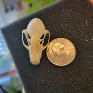 Real Springbok Horns Large Horns From Springbok Skull | Etsy