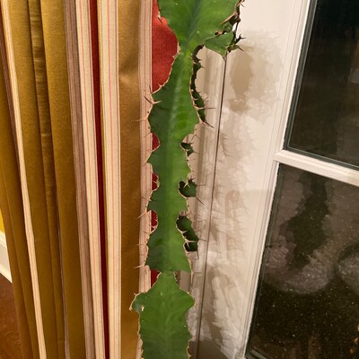 Euphorbia Bougheyi ribbon Cactus - Etsy