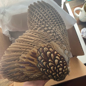 50 Bobwhite Quail Body Feathers 3/4 to 1 3/4 | Etsy