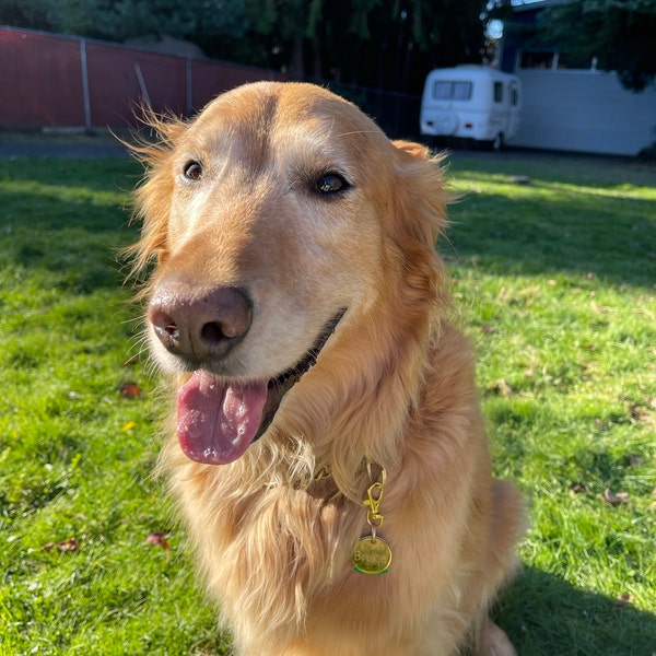 Personalized Gold Dog Tag Custom Engraved ID for Dogs Microchip ...