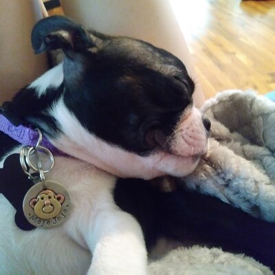 Small Dog ID Tag Metal Pet Tag Monkey - Etsy