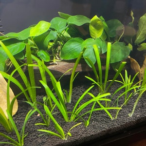15x Dwarf Sagittaria Subulata Dwarf Sag Live Aquarium Plants - Etsy