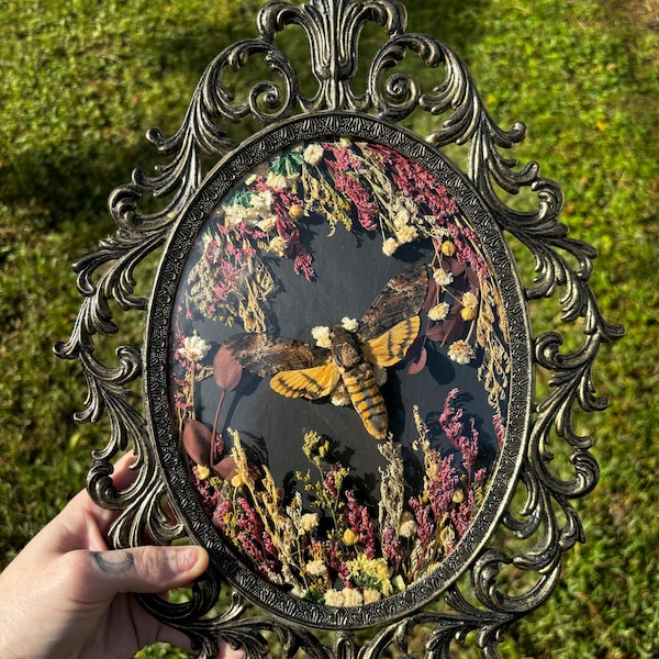 Scorpion Frame Taxedermy Black Wall Decor Gothic Artwork, Preserve ...