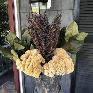 Dried Buff Cockscomb, Yellow/cream Cockscomb, Cream Flowers, Ivory ...