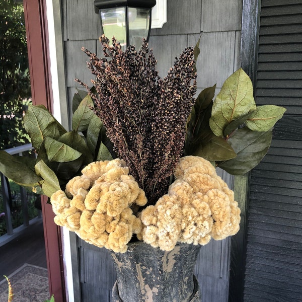 Dried Buff Cockscomb, Yellow/cream Cockscomb, Cream Flowers, Ivory ...