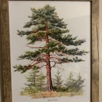 Puerto Rico National Flower, Flower Market Art Print, Flor De Maga 1960 ...