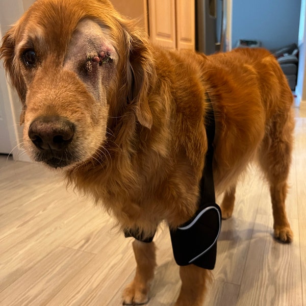 Adjustable K-9 Elbow Callus Pressure Sores Reflective Dog Elbow ...