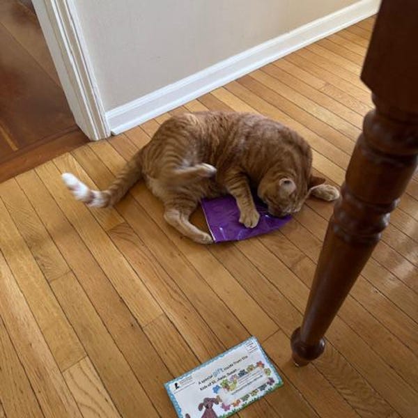 6 Pack Catnip Fish Toys - Fish Catnip Toys - Six Organic Catnip Toys ...