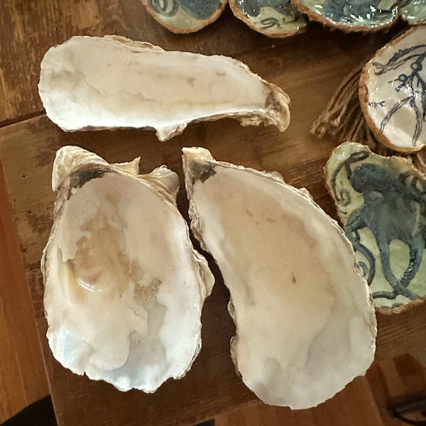 Oyster Shells COMBO, 2-4" Cups and Flats, DIY Art Supplies - Etsy