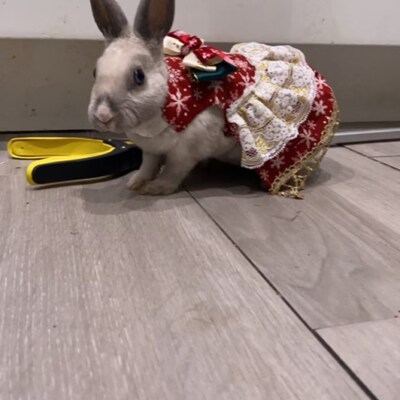 Easter Bunny Garden Bunny Pet Bunny Dress/harness Rabbit - Etsy