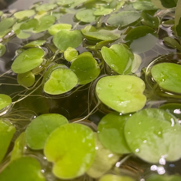 Amazon Frogbit, Limnobium Laevigatum, Live Aquarium/aquatic/floating ...