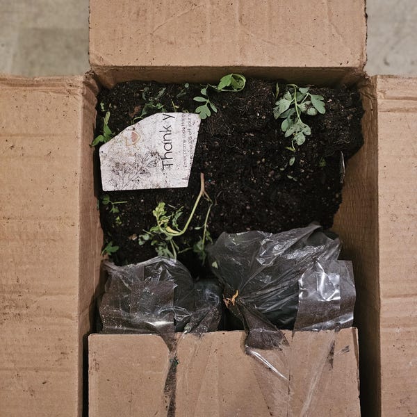 Vinca Minor 'merlot’ | Burgundy Purple Periwinkle | Evergreen ...