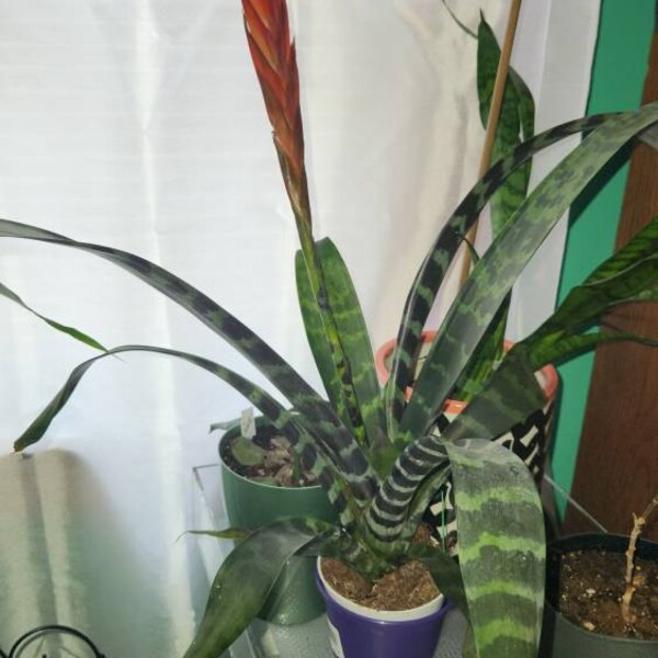 Large Vriesea Splenriet Flaming Sword Houseplant 12-18" Tall in 4" Pot ...
