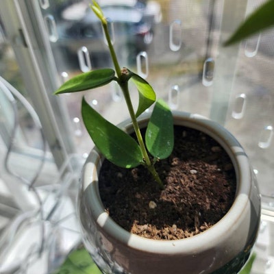 Hoya ALBO Variegated Polyneura ROOTED Cutting ONE Node Cutting Grower's ...