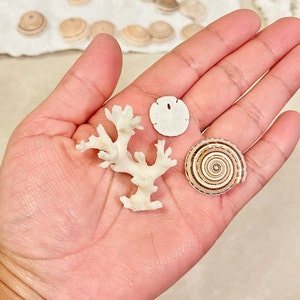 5 to 500 Tiny Small Sand Dollars White 1/2 up to 1 1/4 Tiny Sand Dollar ...