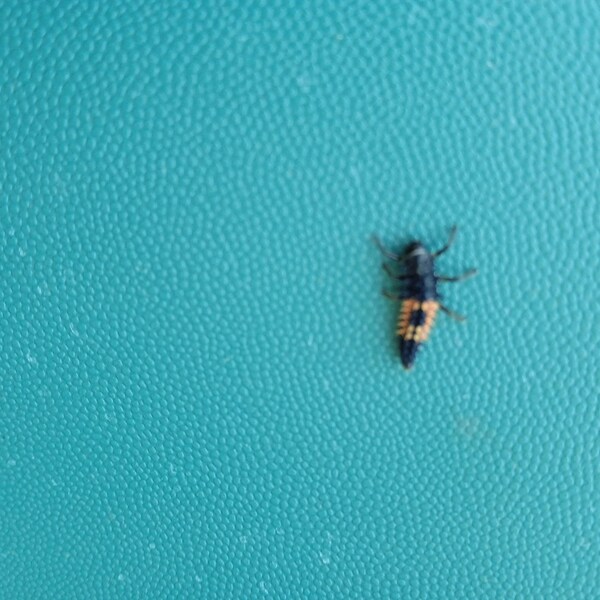 Panther Ring Tiger Ring Lion Ring Puma Ring Leopard Ring Jaguar Ring ...