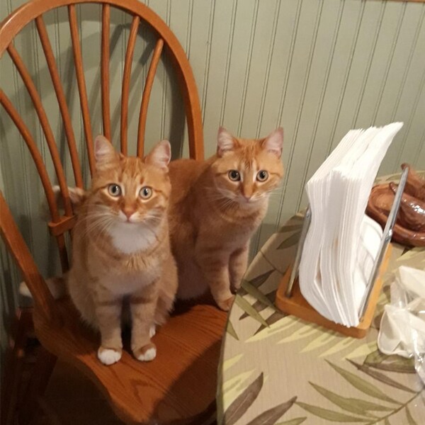 Muted Tortie Cat Breed Chart: Watercolor Art Print (UNFRAMED) - Etsy