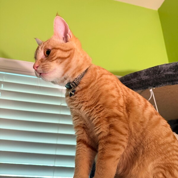 Bat Dog/cat Collar Steampunk Halloween Dog/cat Collar, Goth Green Geek ...