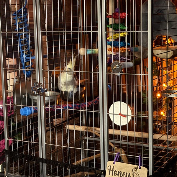 Cockatiel Cage Sign, Cockatiel Cage Accessory, Cockatiel Name Sign ...