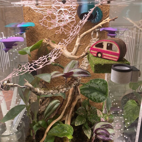 Deluxe Isopod Starter Kit Isopod Terrarium Kit for Isopods With Isopod ...